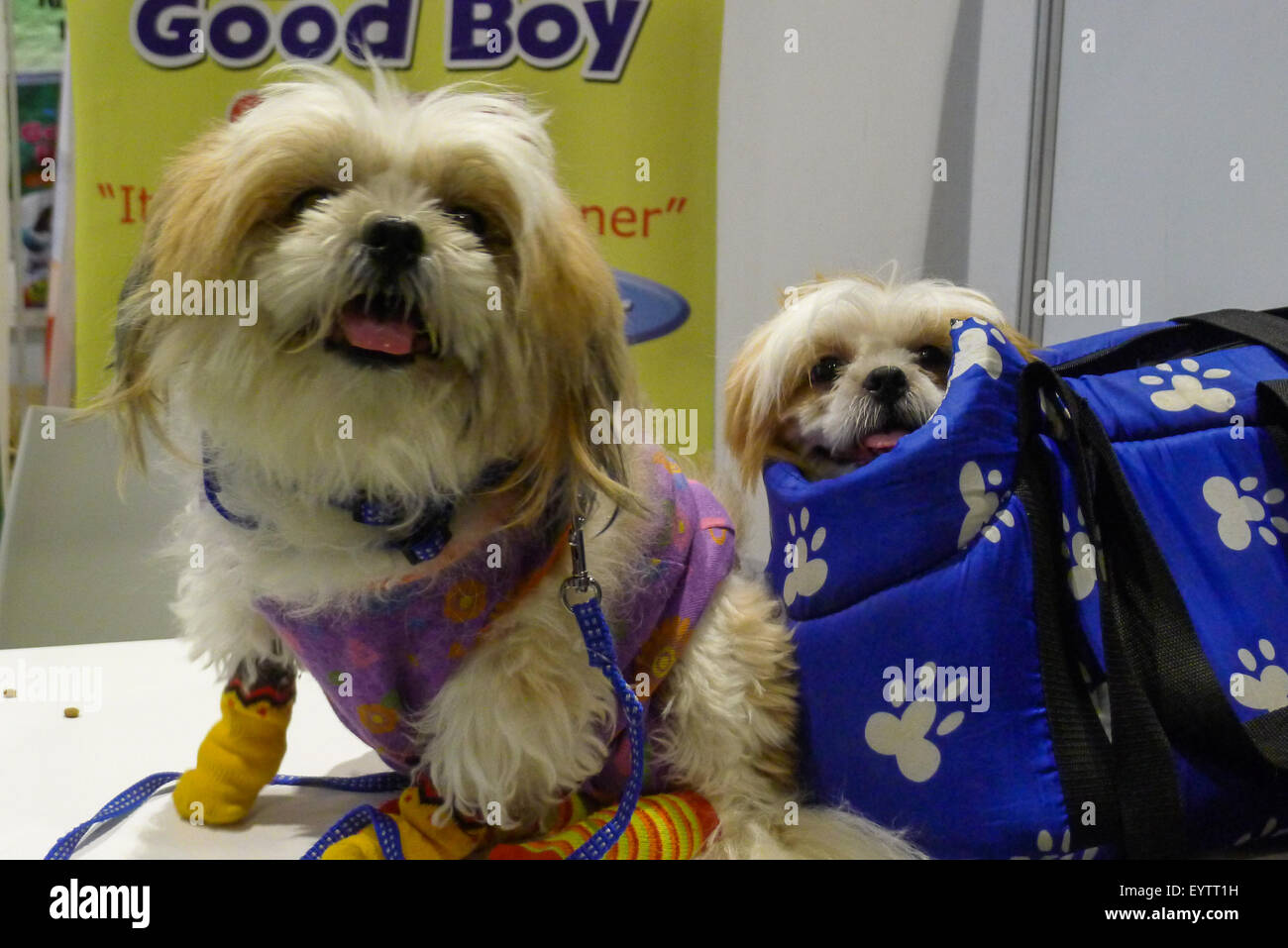 Are Shih Tzus Good With Cats