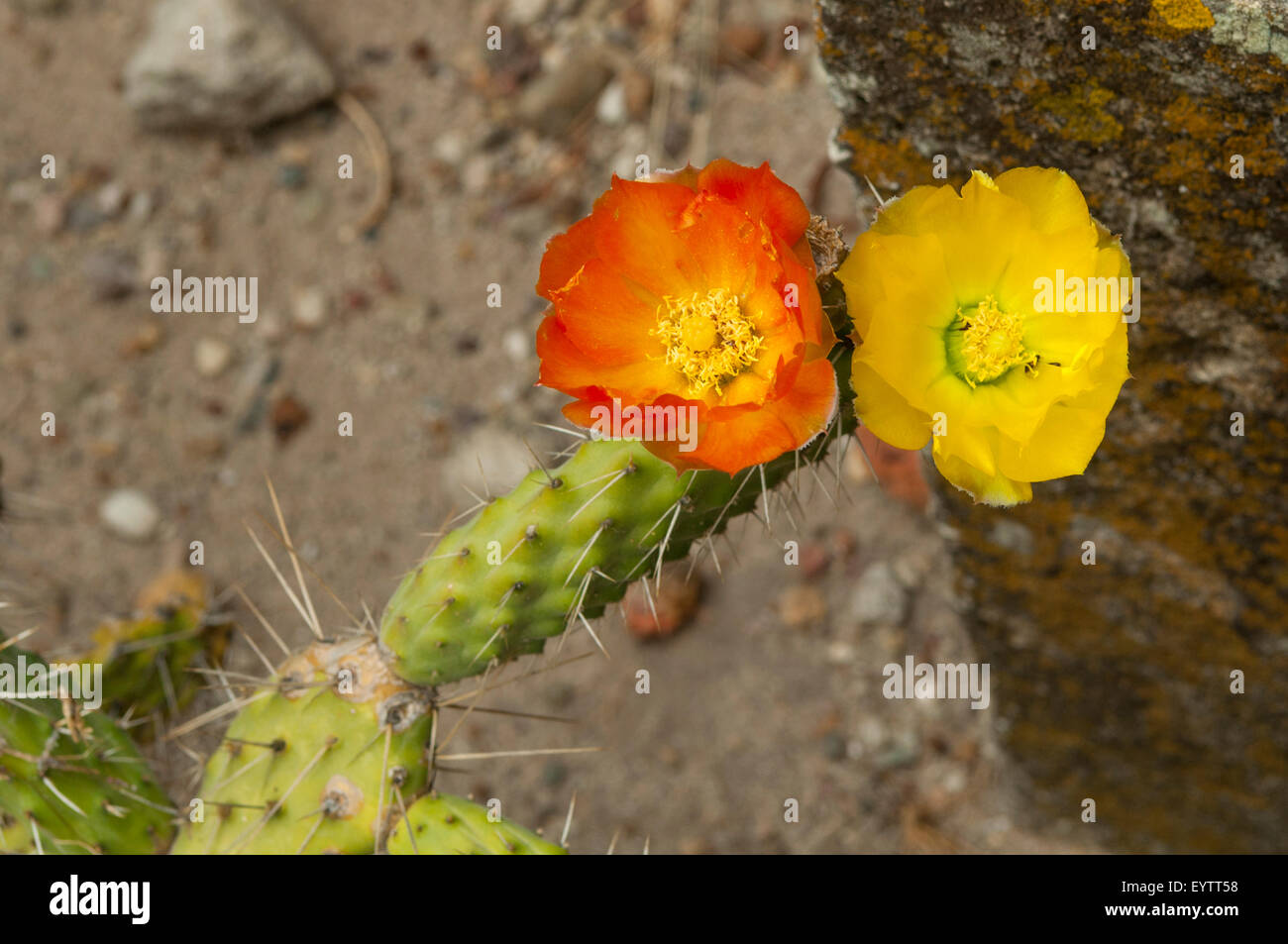 Mexico flora hi-res stock photography and images - Alamy