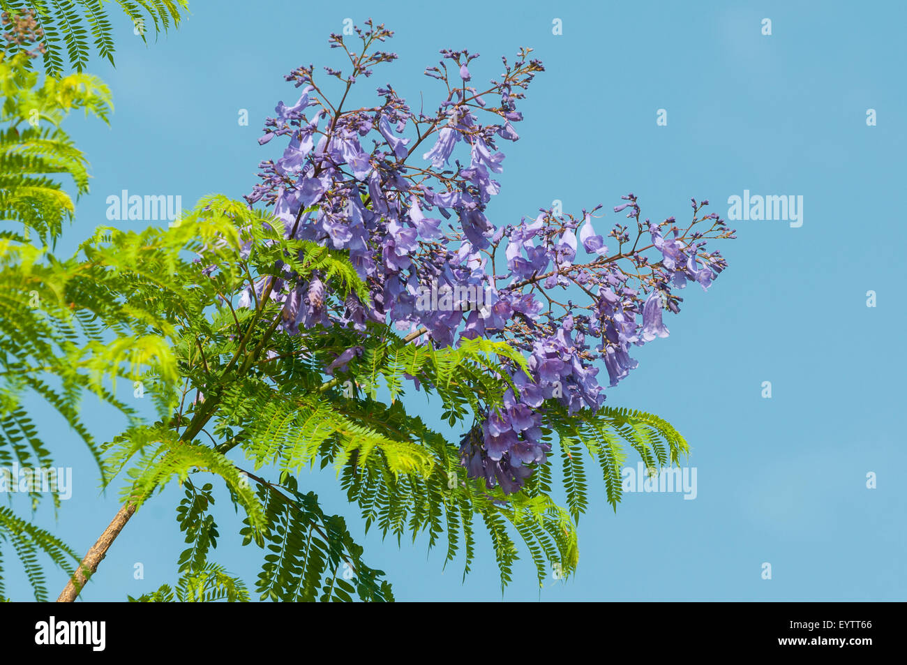 Jacaranda mimosifolia hi-res stock photography and images - Alamy