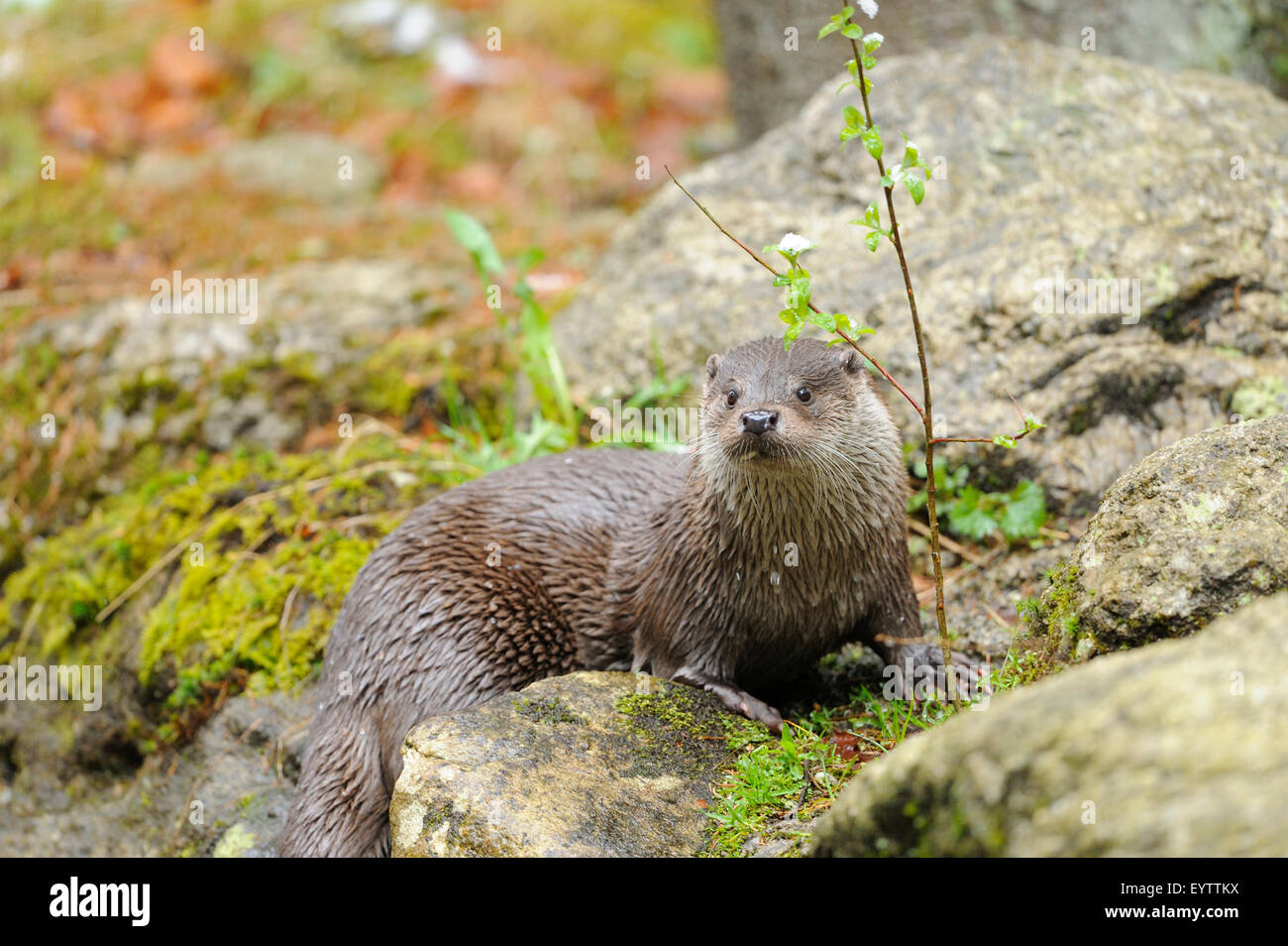 Eurasian otter, Lutra lutra, rocks, side view, standing, looking at ...