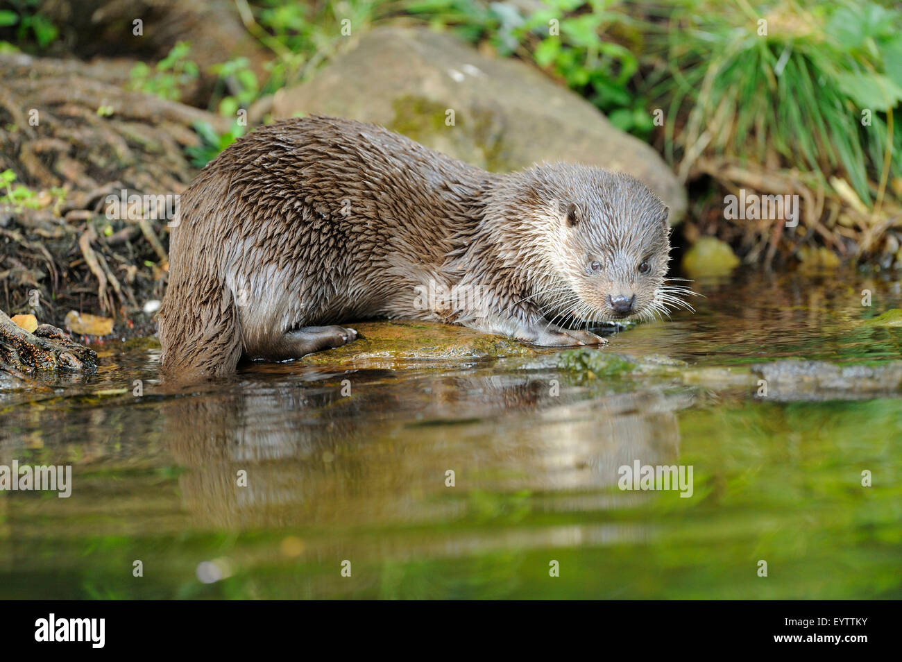 Eurasian otter, Lutra lutra, shore, side view, standing, looking at ...