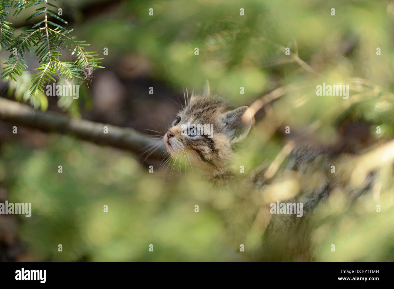 European wildcat, Felis silvestris silvestris, young animal, side view ...