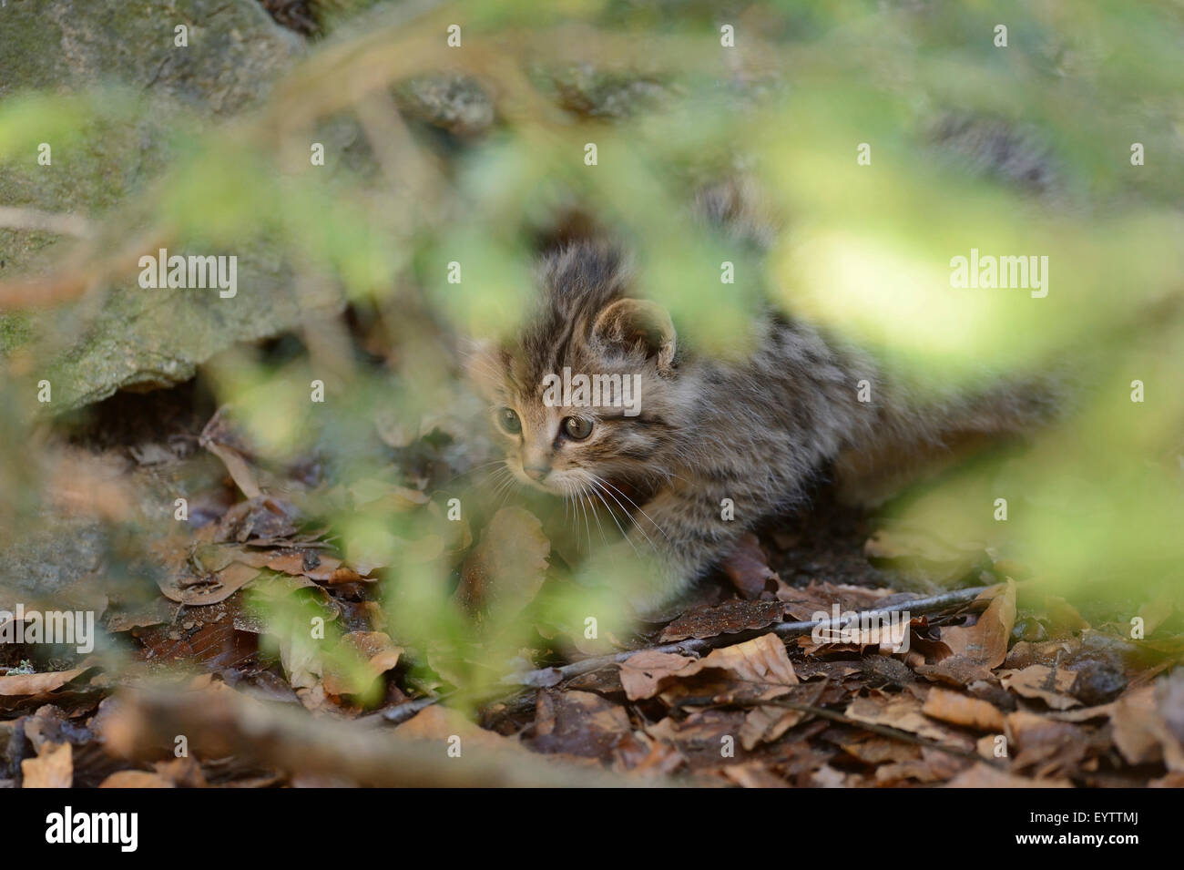 European wildcat, Felis silvestris silvestris, young animal, side view ...