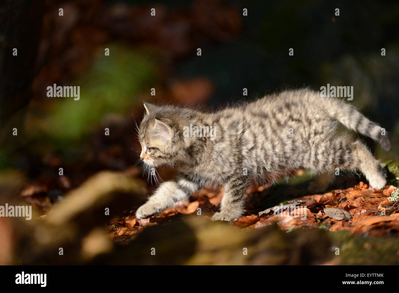European wildcat, Felis silvestris silvestris, young animal, side view ...