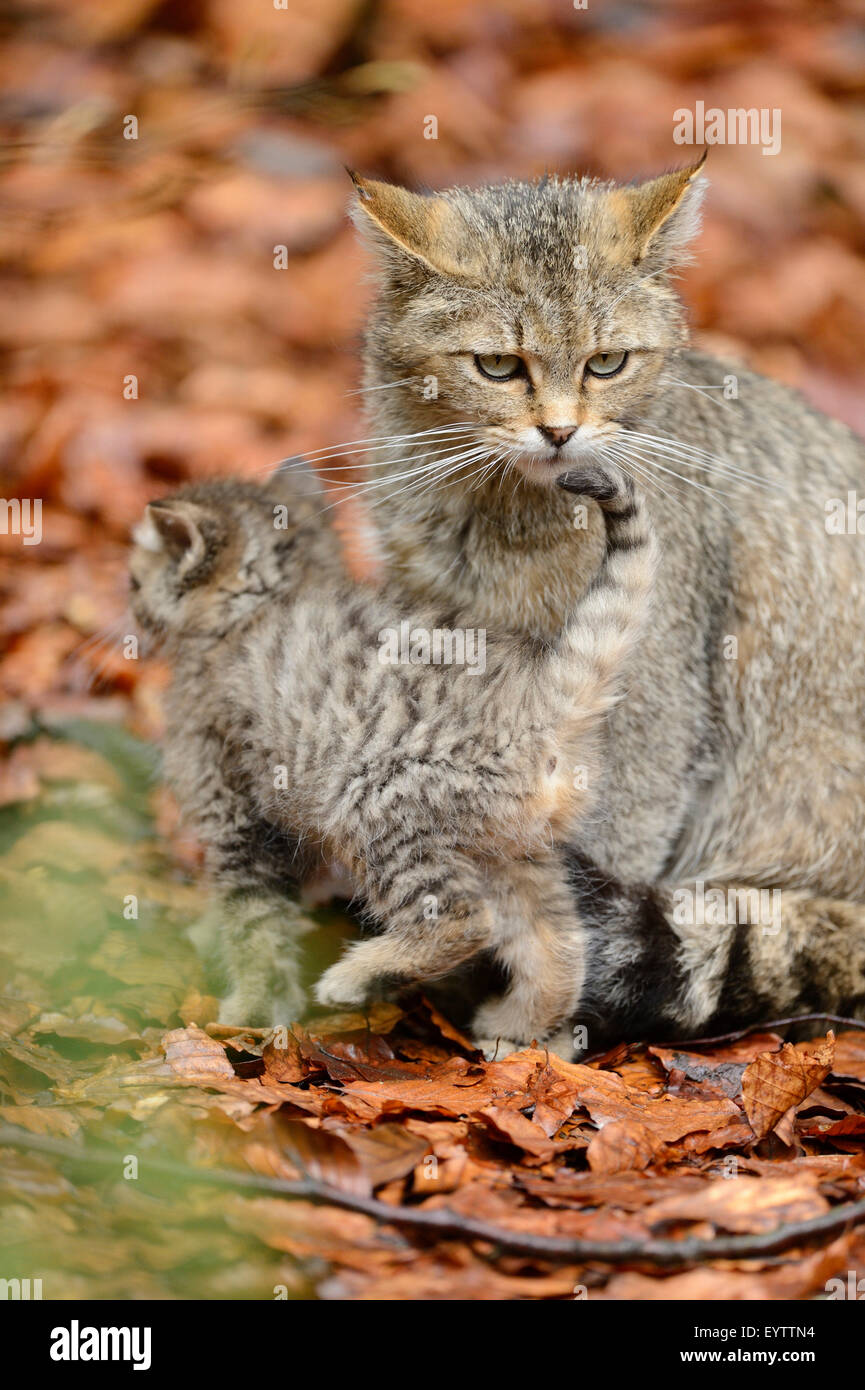 European wildcats, Felis silvestris silvestris, dam, young animal, side ...