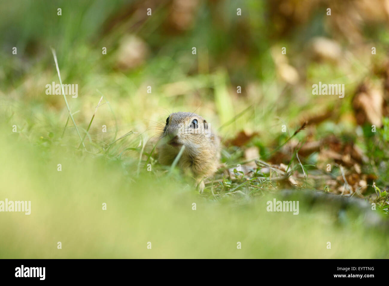 European Spermophilus, Spermophilus citellus, meadow, frontal, looking ...