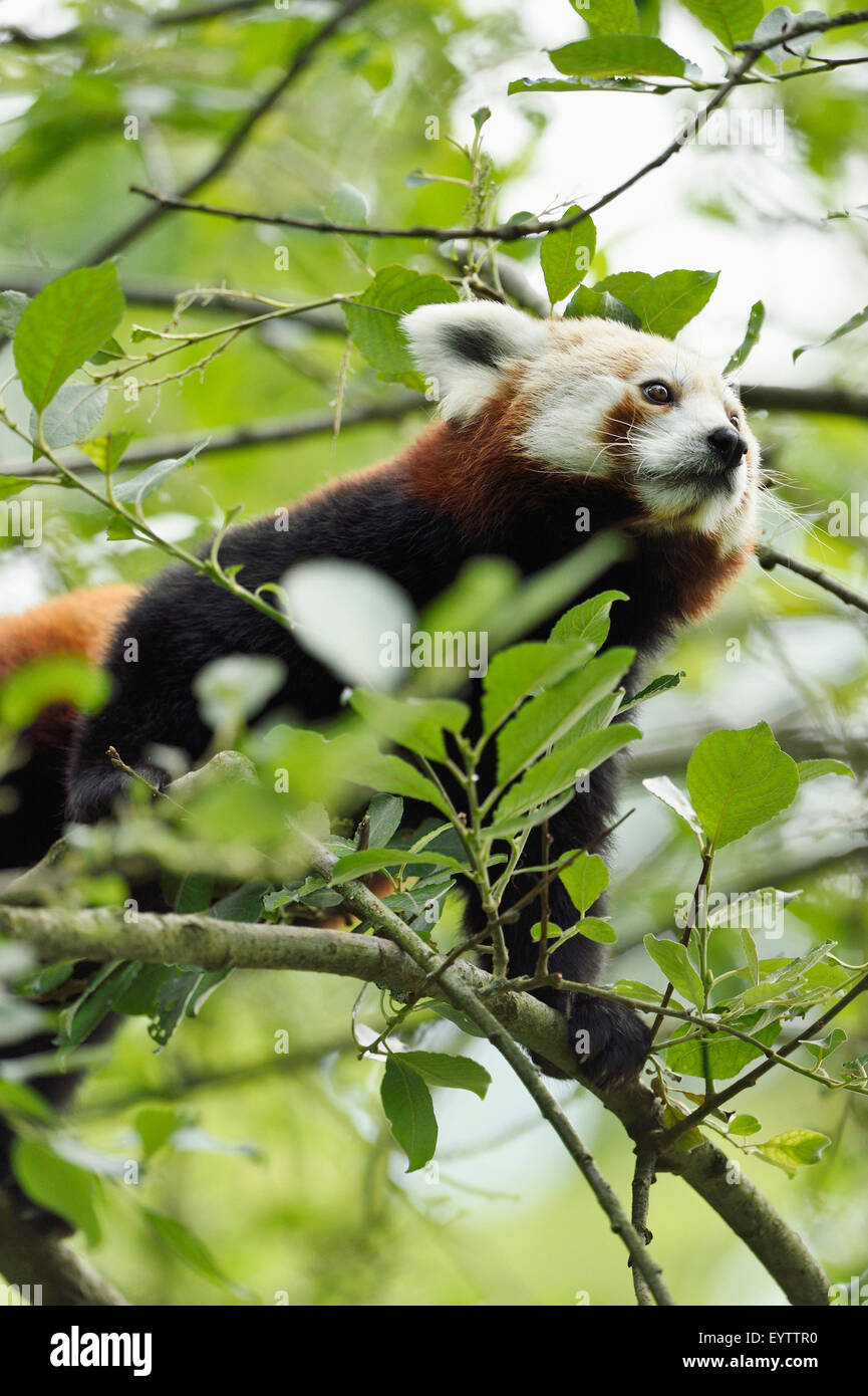 lesser panda, Ailurus fulgens, branches, side view, climbing Stock ...