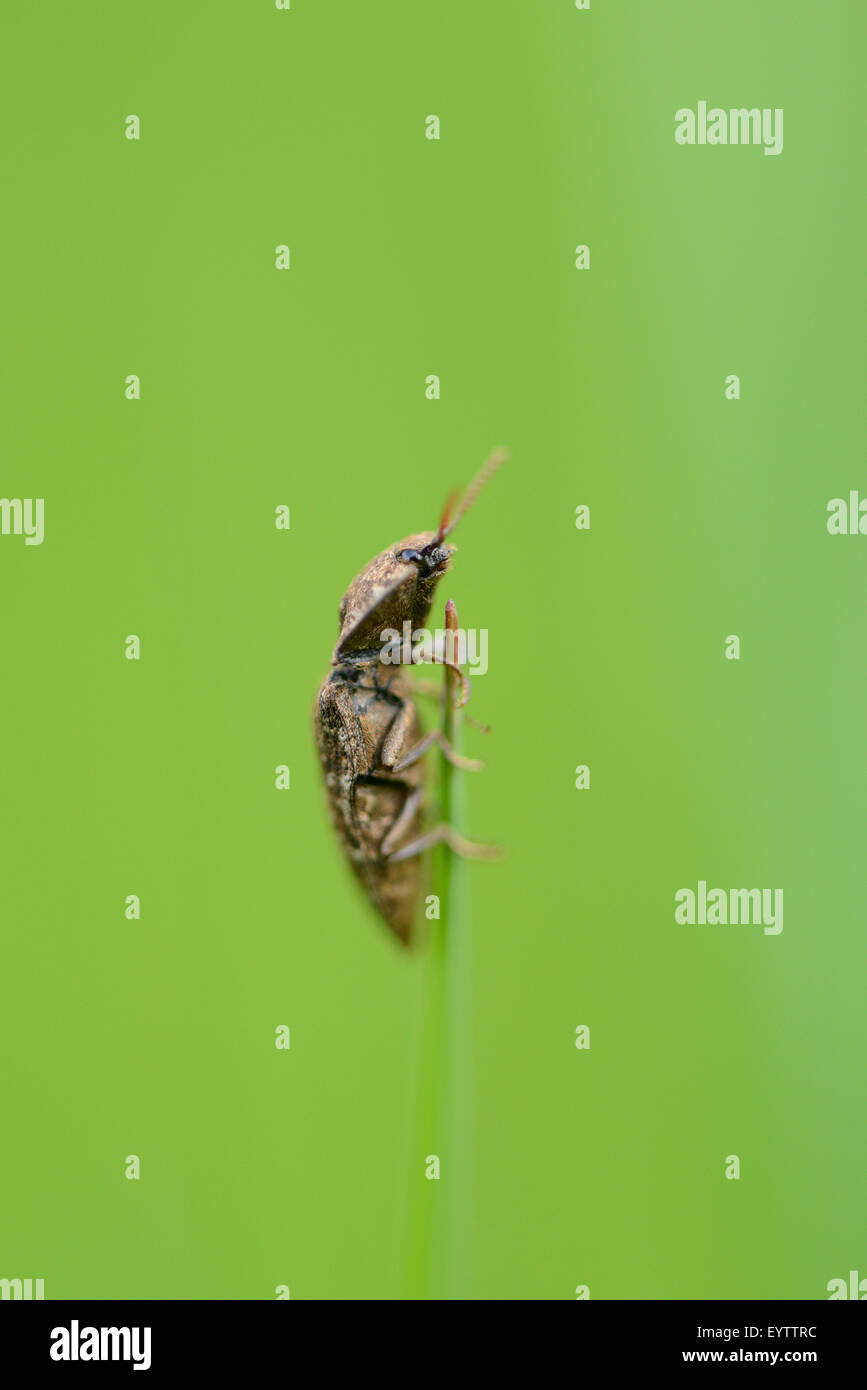 Beetle, Coleoptera, grass stalk, side view, sitting, close-up Stock ...