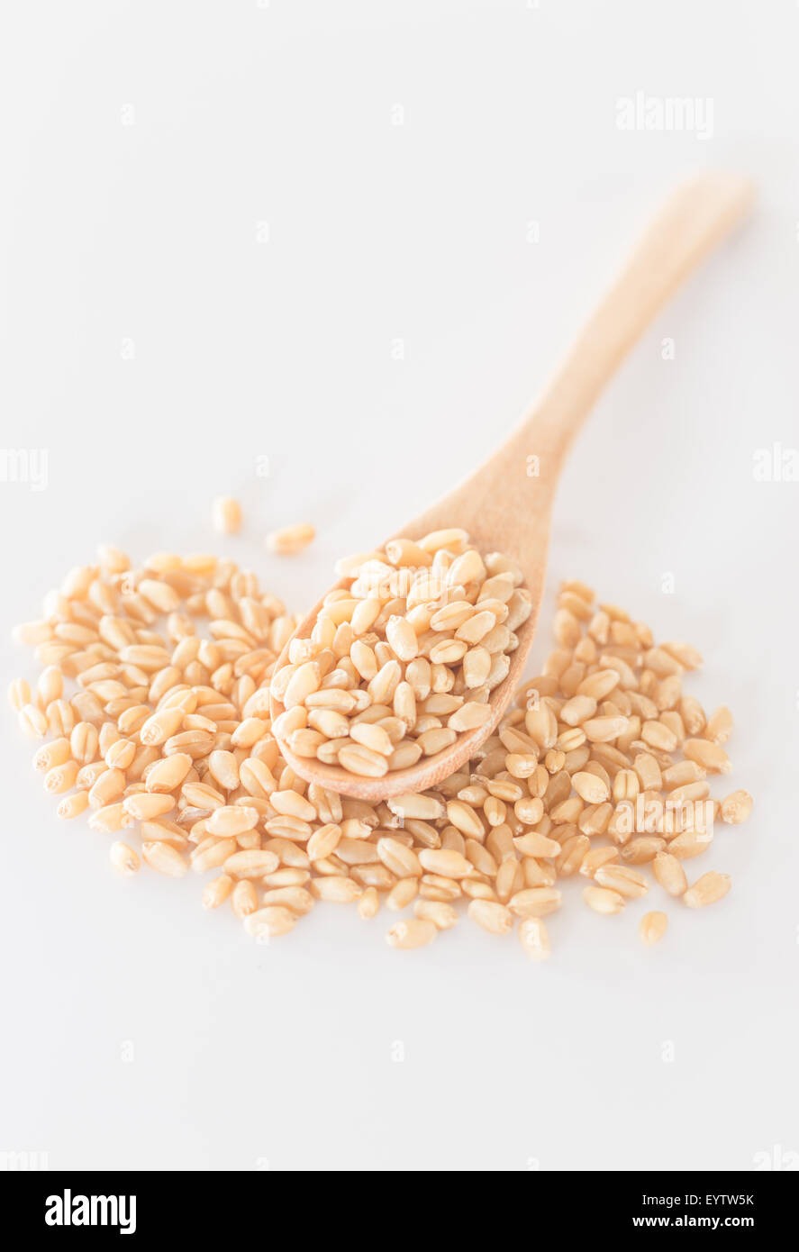 Organic pet wheat grass seeds, stock photo Stock Photo - Alamy