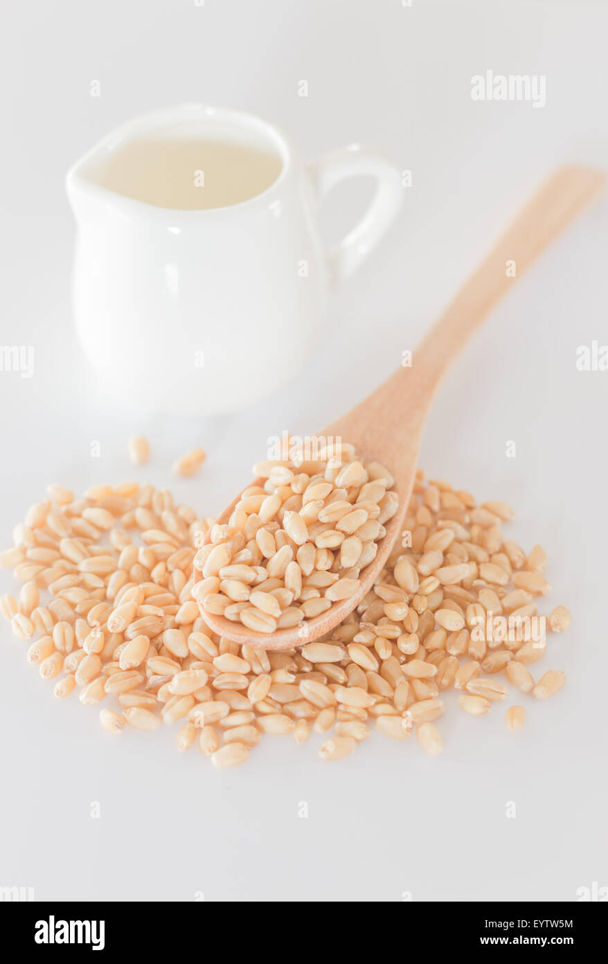 Organic pet wheat grass seeds, stock photo Stock Photo - Alamy