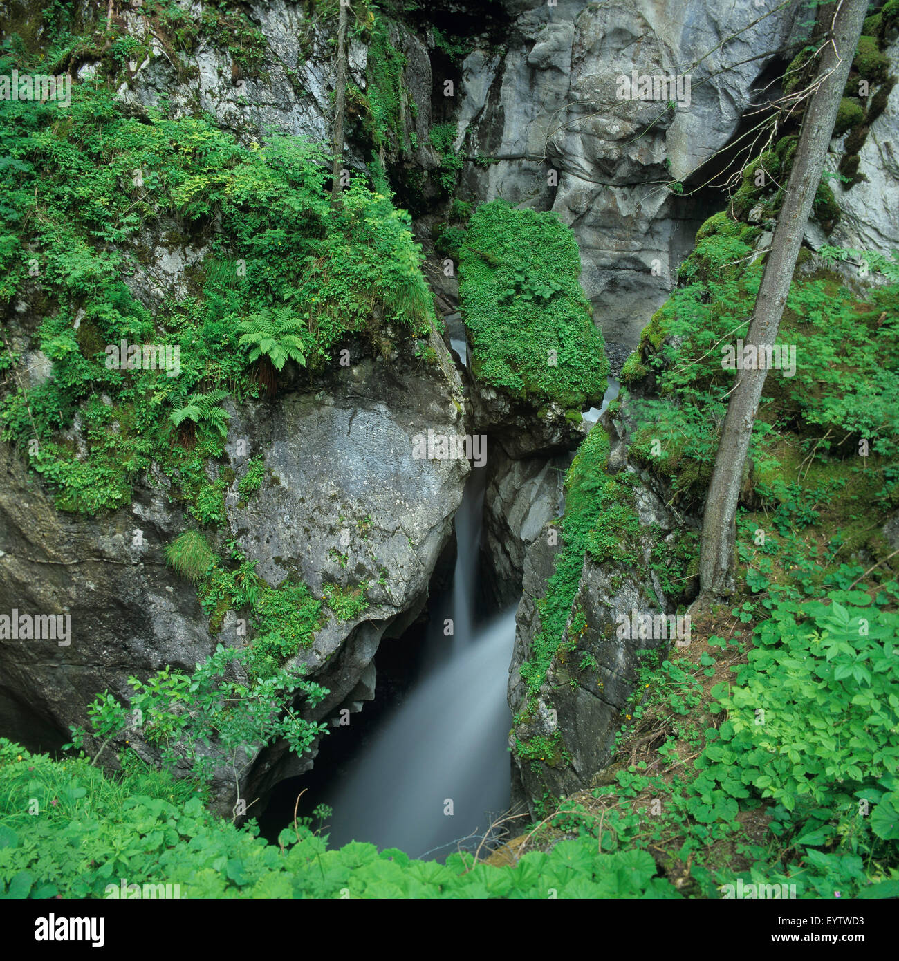 Resinous wood valley hi-res stock photography and images - Alamy