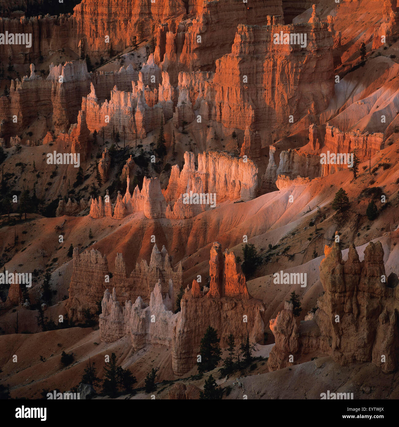 Sunrise Point, first morning light, Bryce Canyon Stock Photo - Alamy