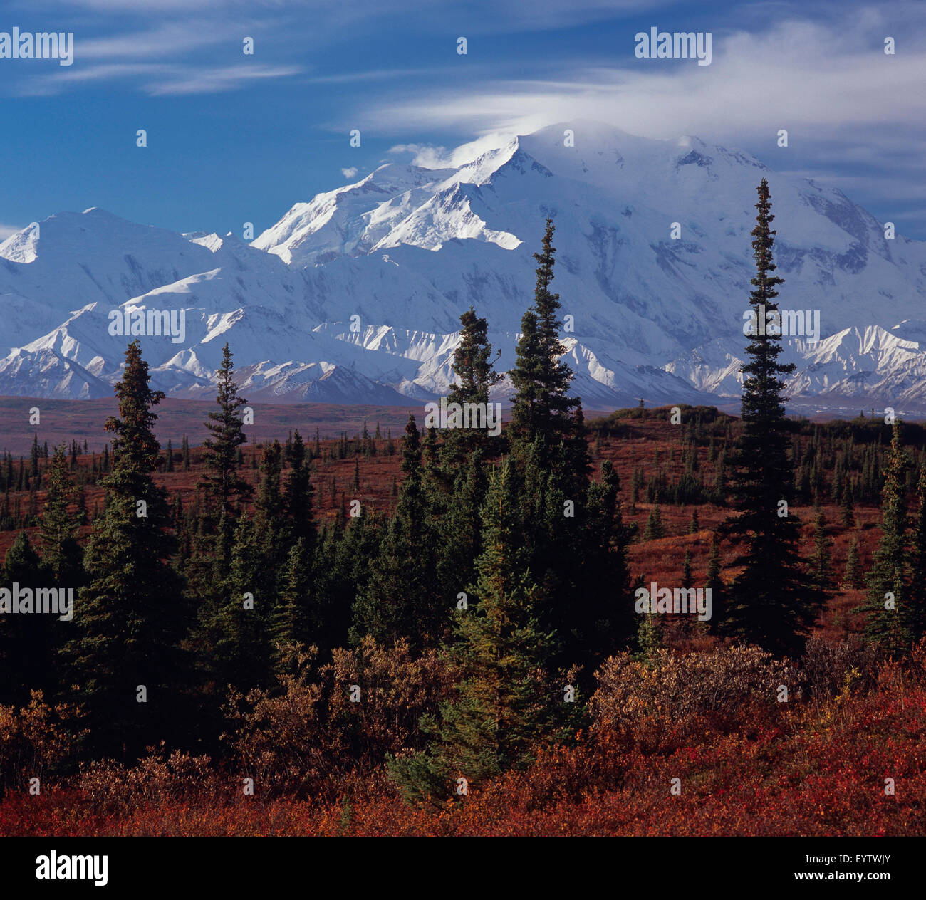Autumn at Mount Denali, Denali national park Stock Photo - Alamy