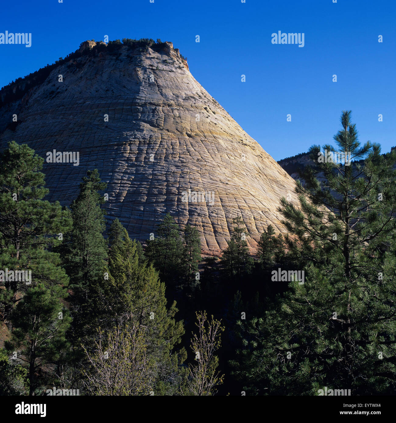 Checkerboard Mesa, Zion national park Stock Photo - Alamy