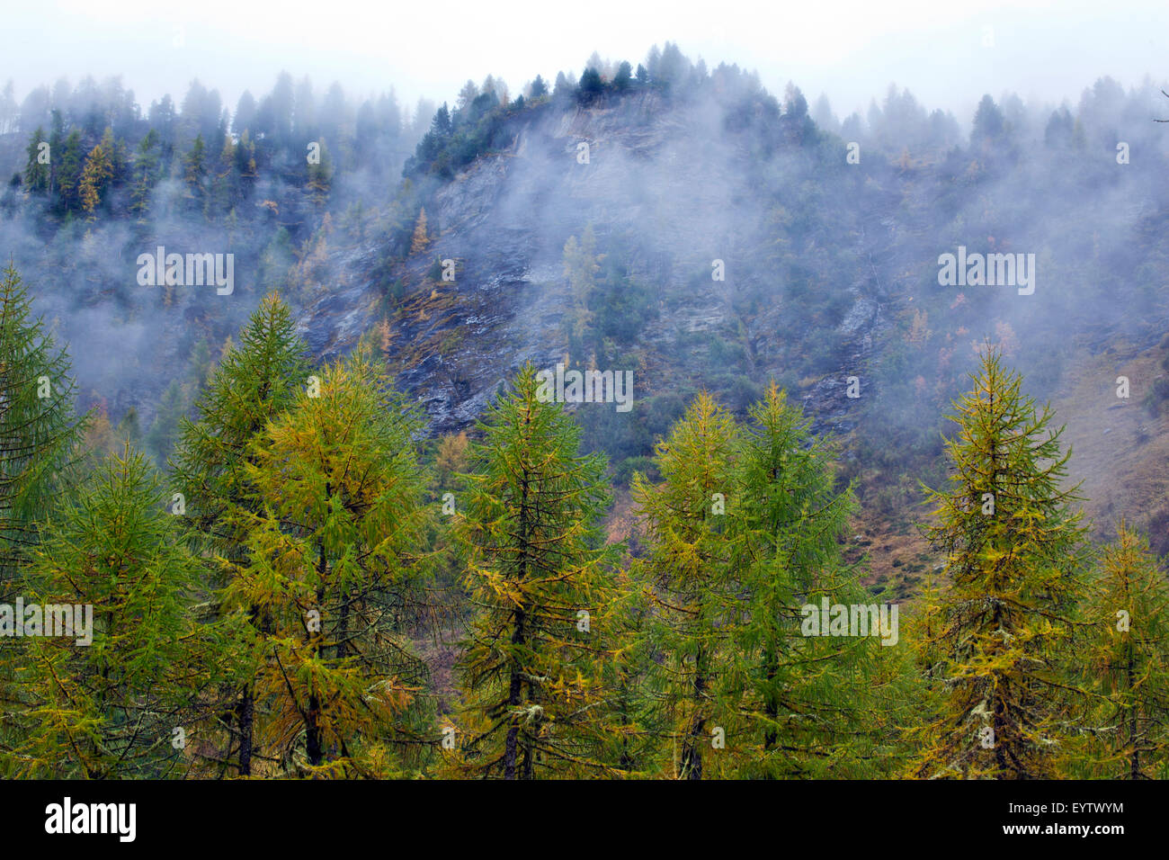 Fog patches in the mountain forest Stock Photo - Alamy