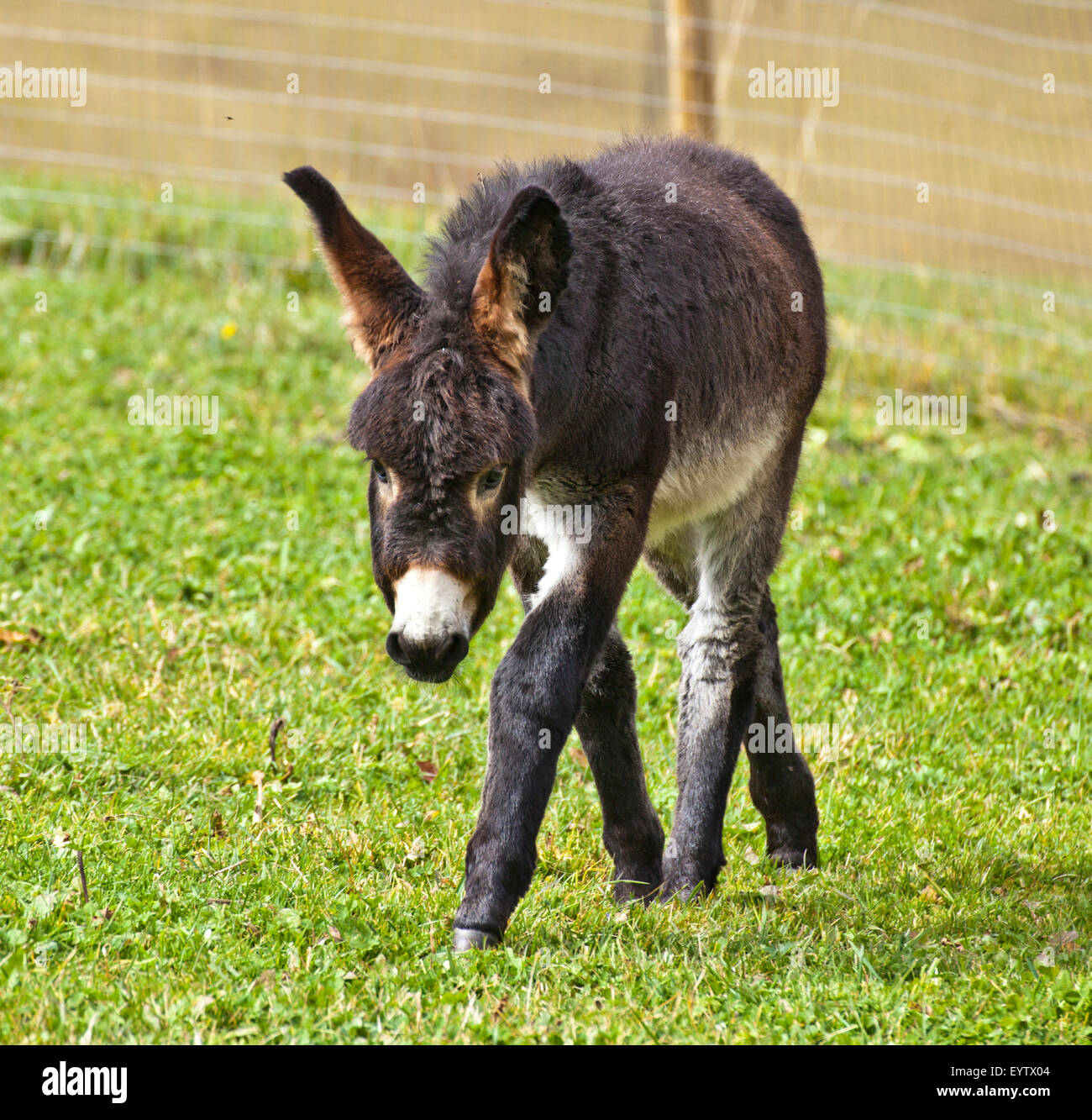 Donkey legs hi-res stock photography and images - Alamy