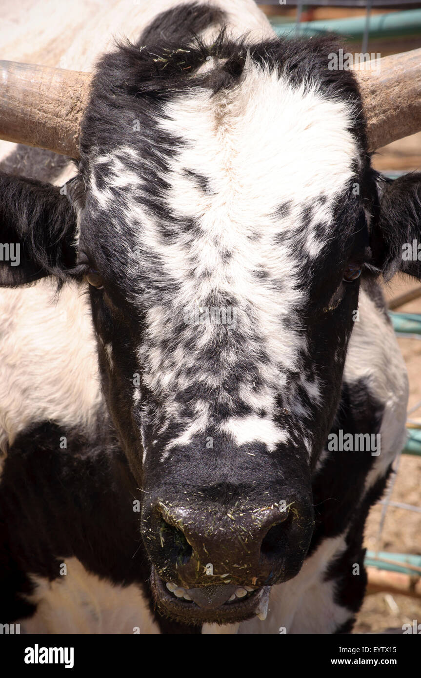 Bull cow eating Stock Photo - Alamy