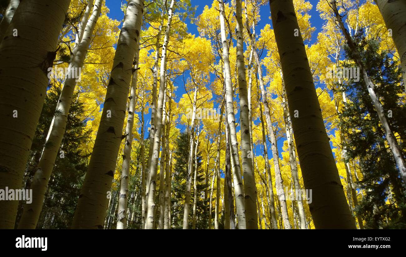Aspen leaves changing color hi-res stock photography and images - Alamy