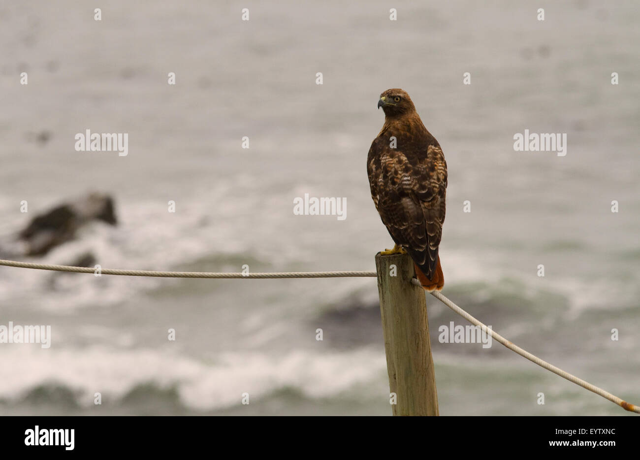 Red tailed hawk perched hi-res stock photography and images - Alamy