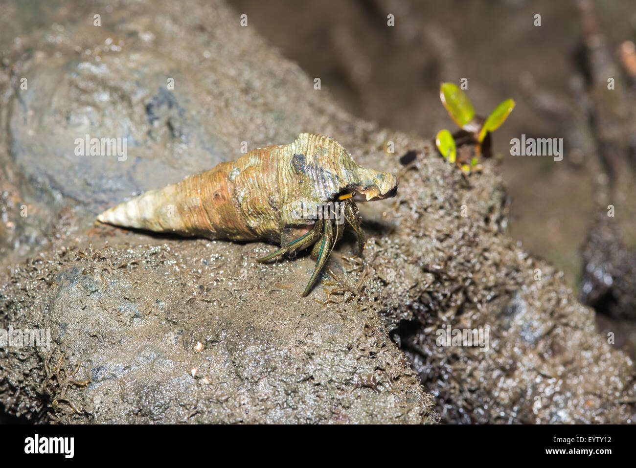 Mangrove Crab Stock Photos & Mangrove Crab Stock Images - Alamy