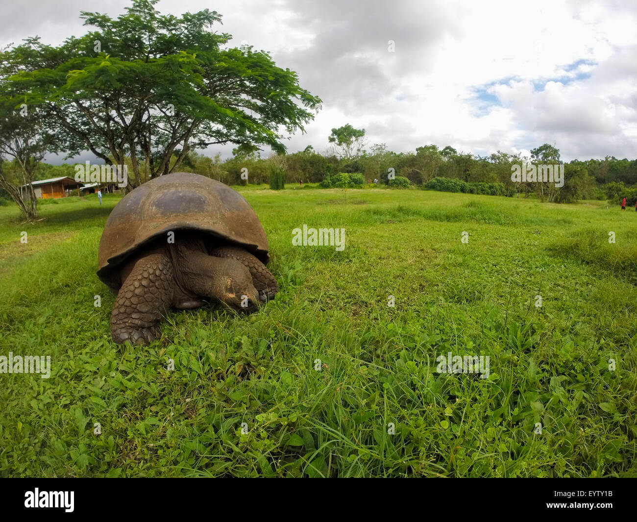 Giant Galapagos land turtle, eating grass in El Chato Tortoise Reserve ...