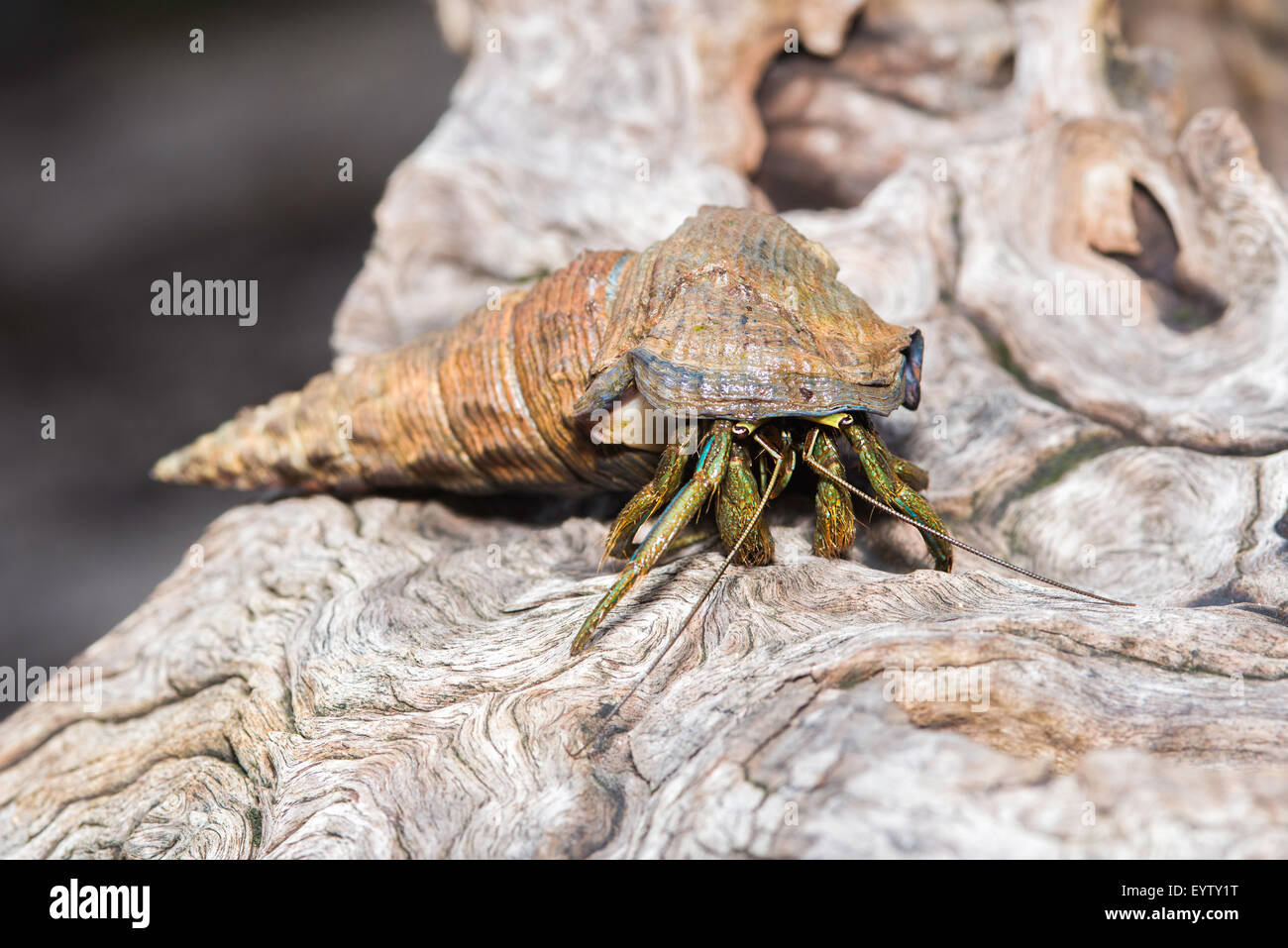 Hermit Crab in shell Stock Photo - Alamy