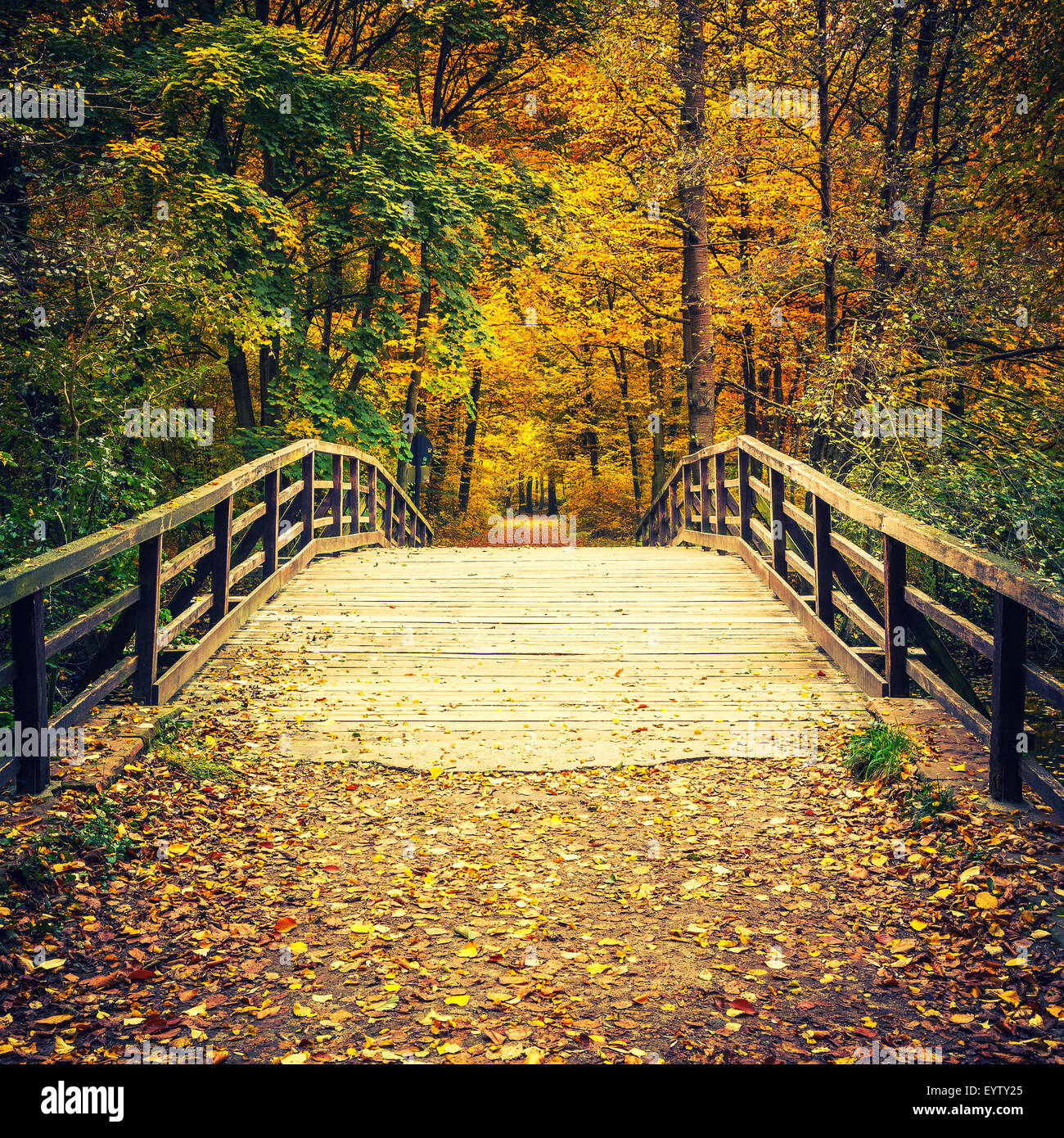 Bridge in autumn forest Stock Photo - Alamy