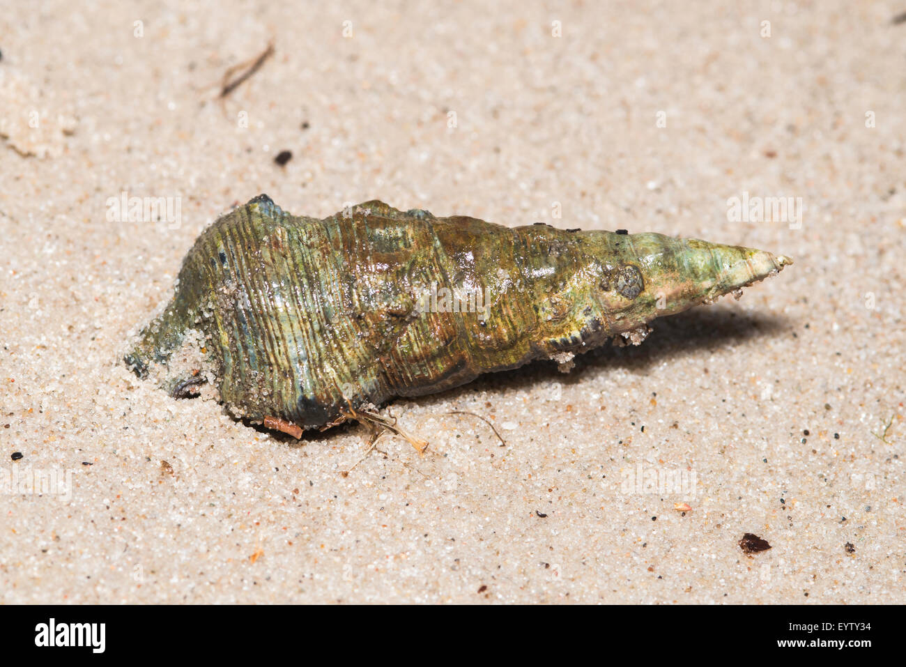 Mud whelk shell Stock Photo - Alamy