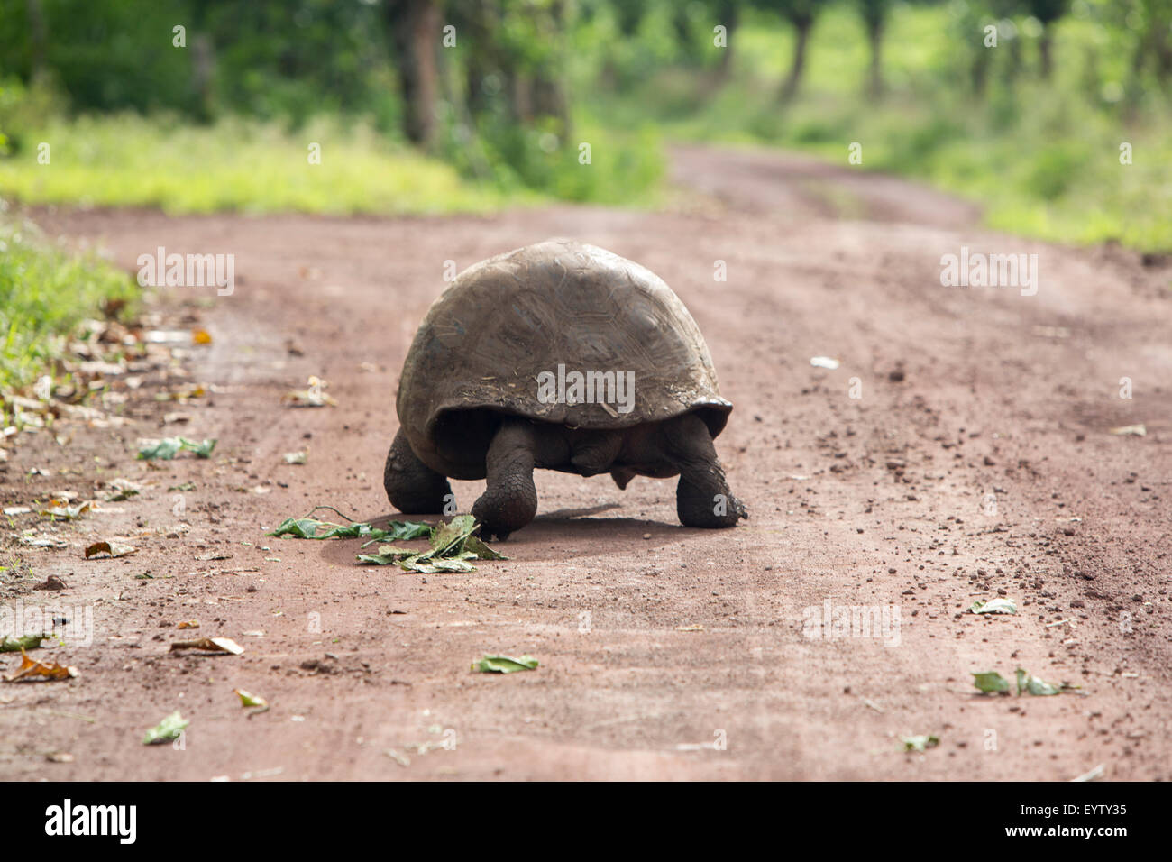 Giant Galapagos land turtle, eating grass in El Chato Tortoise Reserve ...