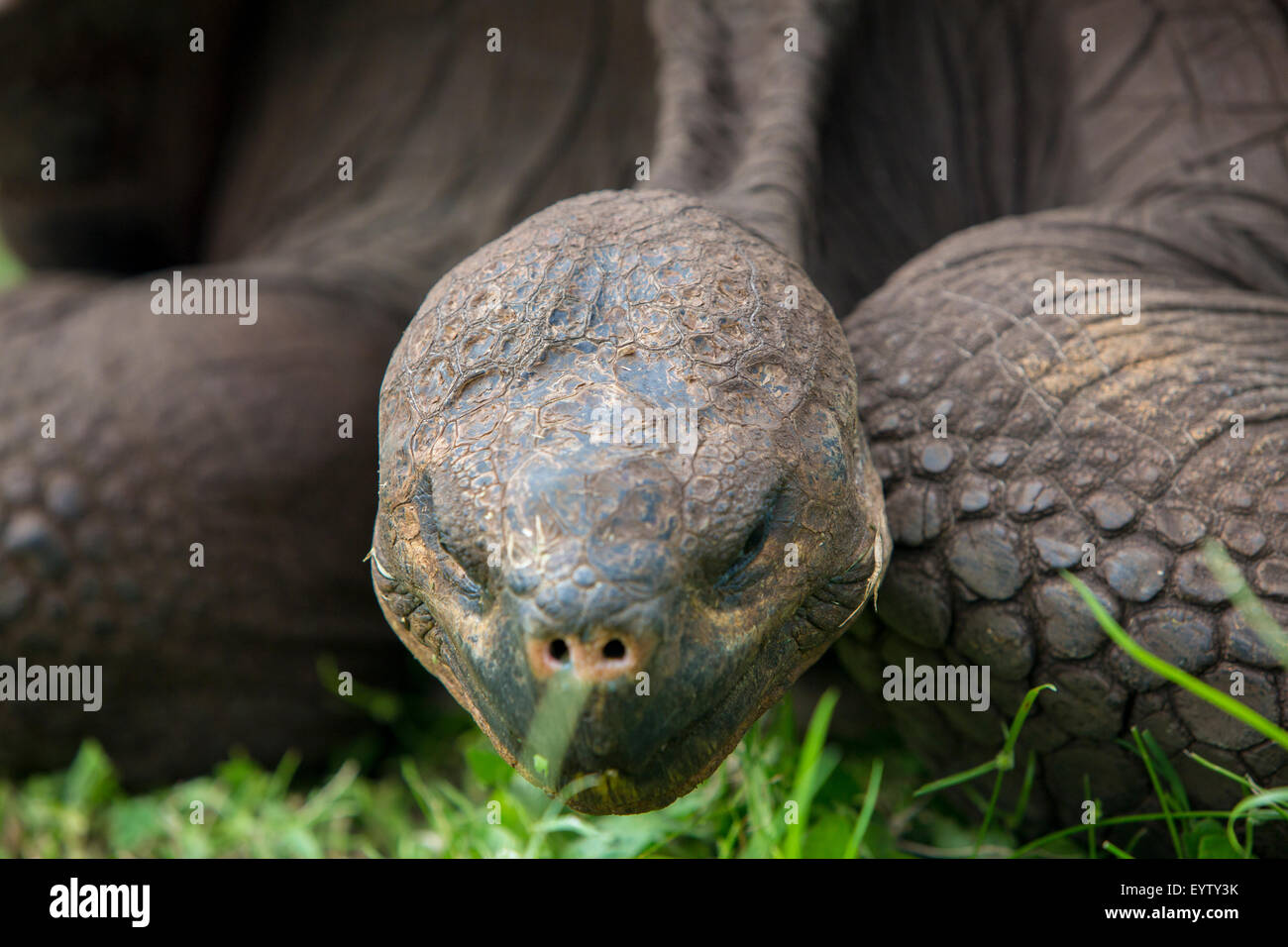 Giant Galapagos land turtle, eating grass in El Chato Tortoise Reserve ...