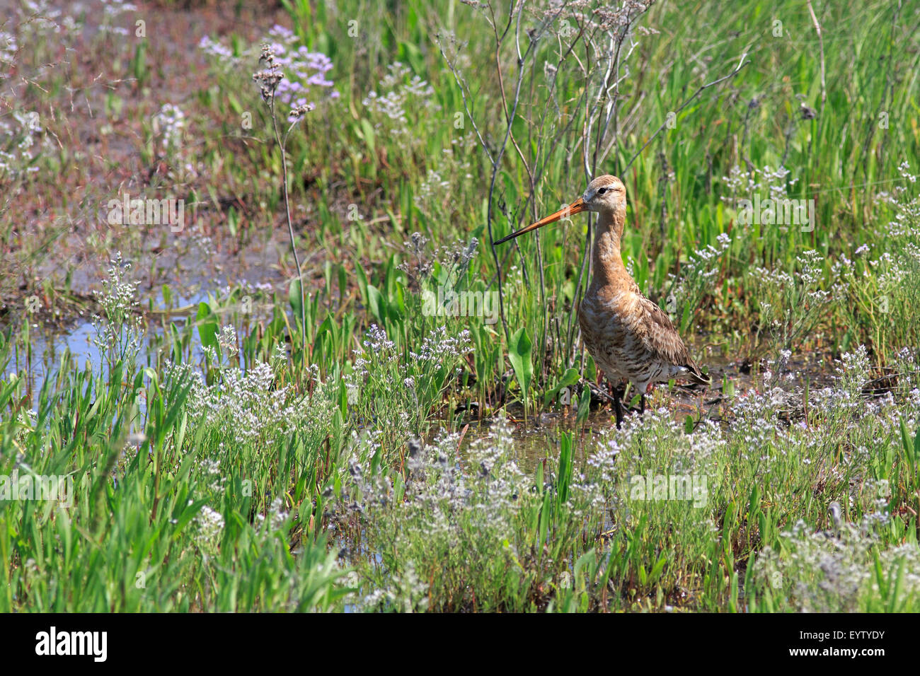 Asian dowitcher hi-res stock photography and images - Alamy