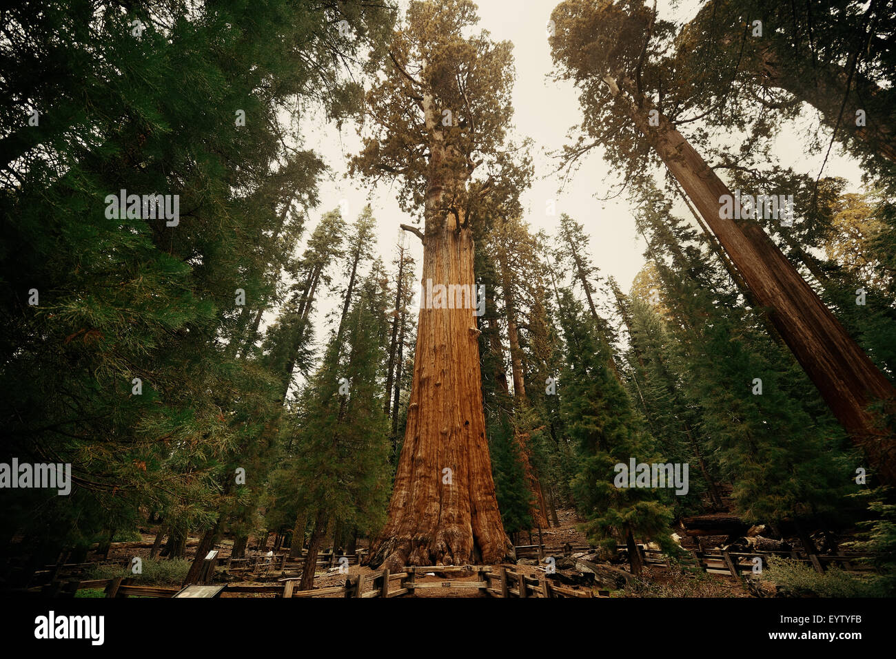General Sherman Tree in Sequoia National Park Stock Photo - Alamy