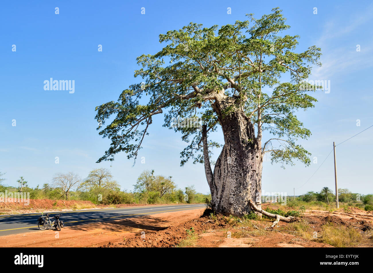 Angola tree hi-res stock photography and images - Alamy