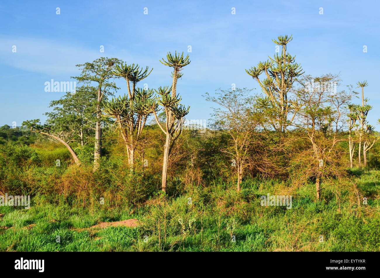 Rain forest trees hi-res stock photography and images - Alamy