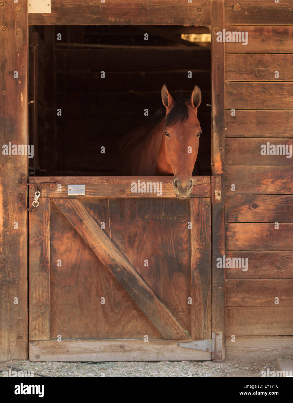 Brown bay horse view out the stable in a barn Stock Photo - Alamy