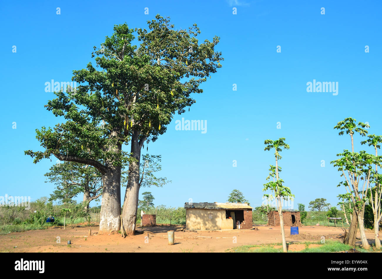Angola tree hi-res stock photography and images - Alamy