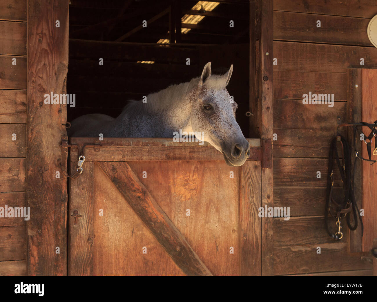 Brown bay horse view out the stable in a barn Stock Photo - Alamy