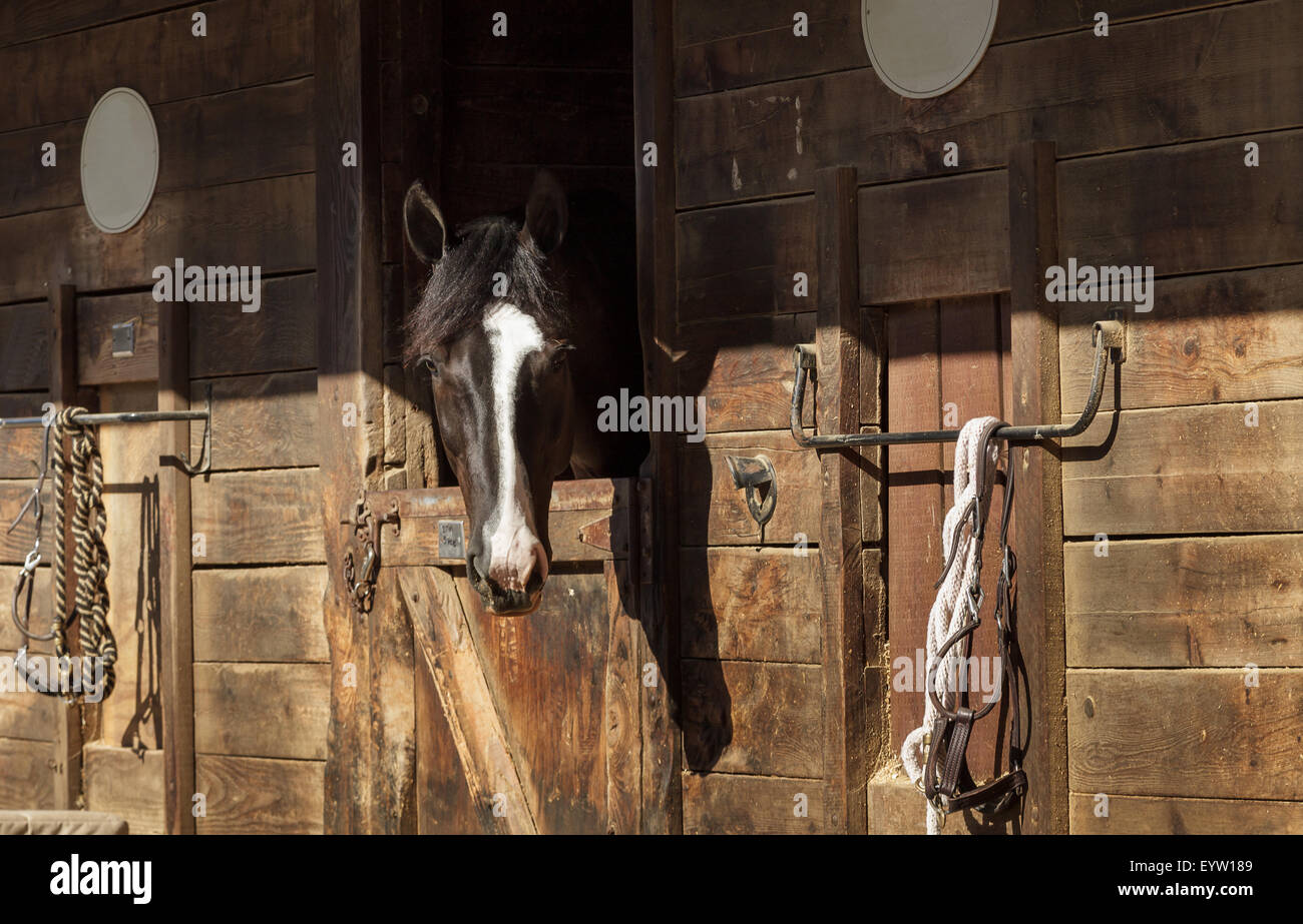 Brown bay horse view out the stable in a barn Stock Photo - Alamy