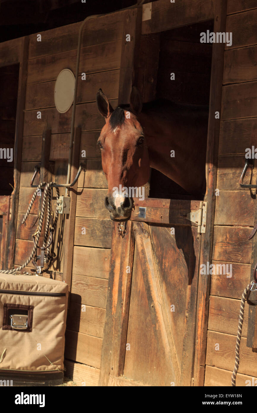 Brown bay horse view out the stable in a barn Stock Photo - Alamy