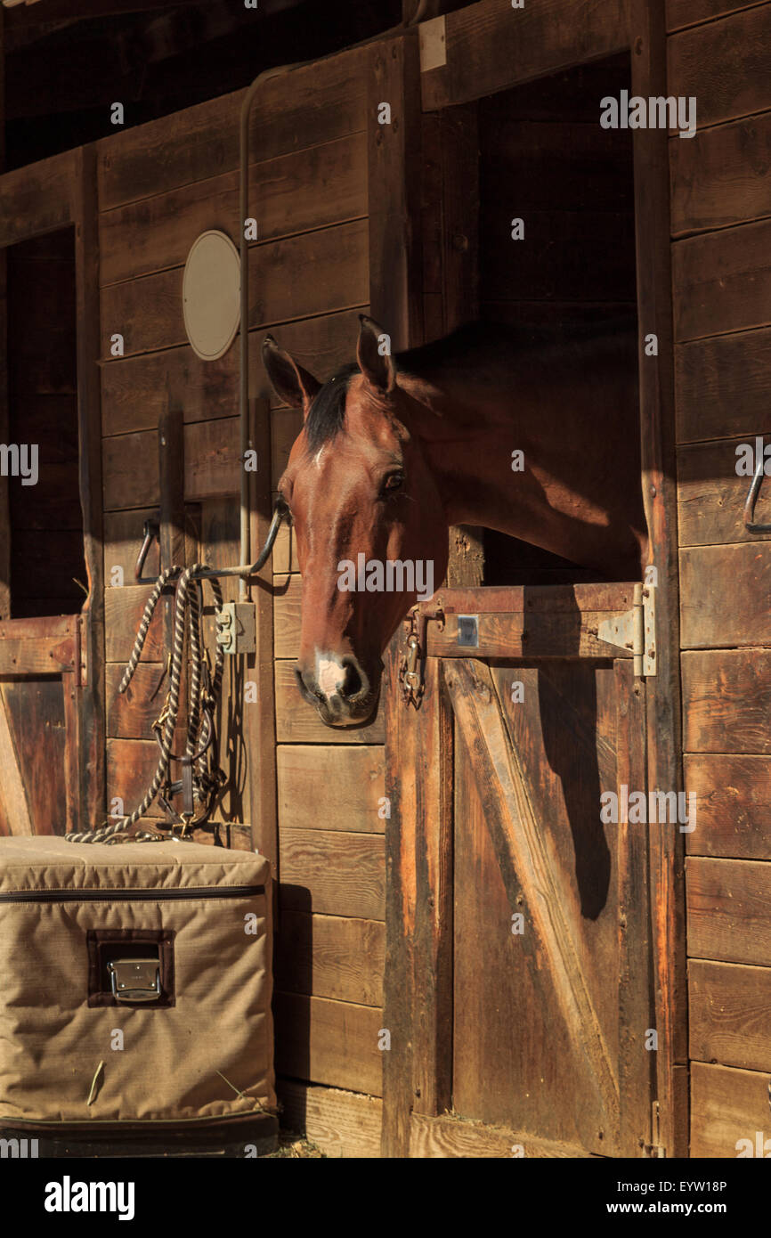 Brown bay horse view out the stable in a barn Stock Photo - Alamy