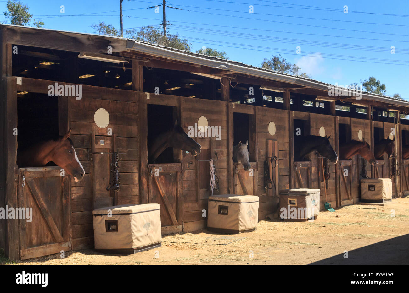Brown bay horse group view out the stable in a barn Stock Photo - Alamy