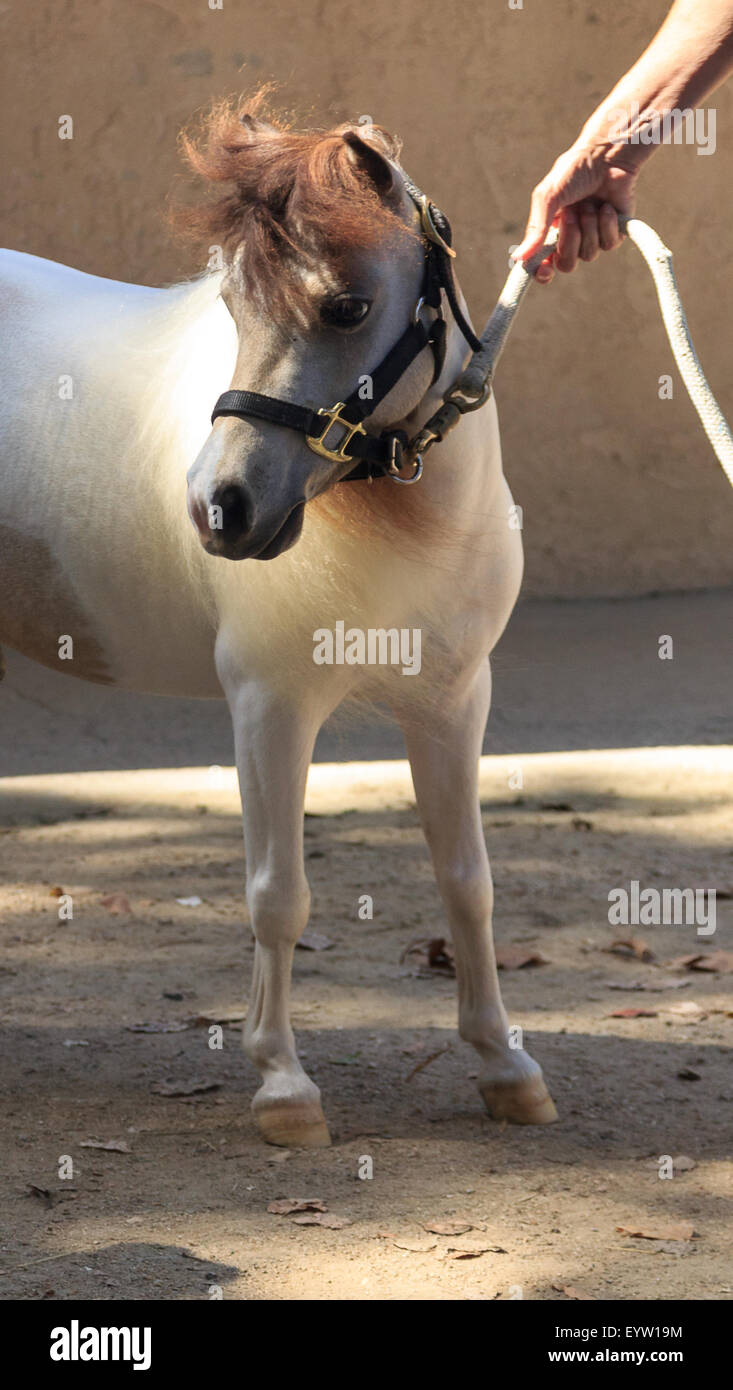 White miniature horse hi-res stock photography and images - Alamy