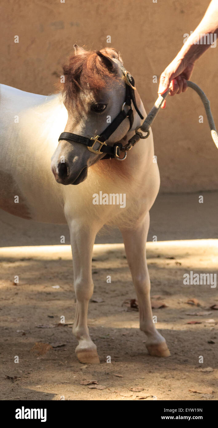 White miniature horse hi-res stock photography and images - Alamy