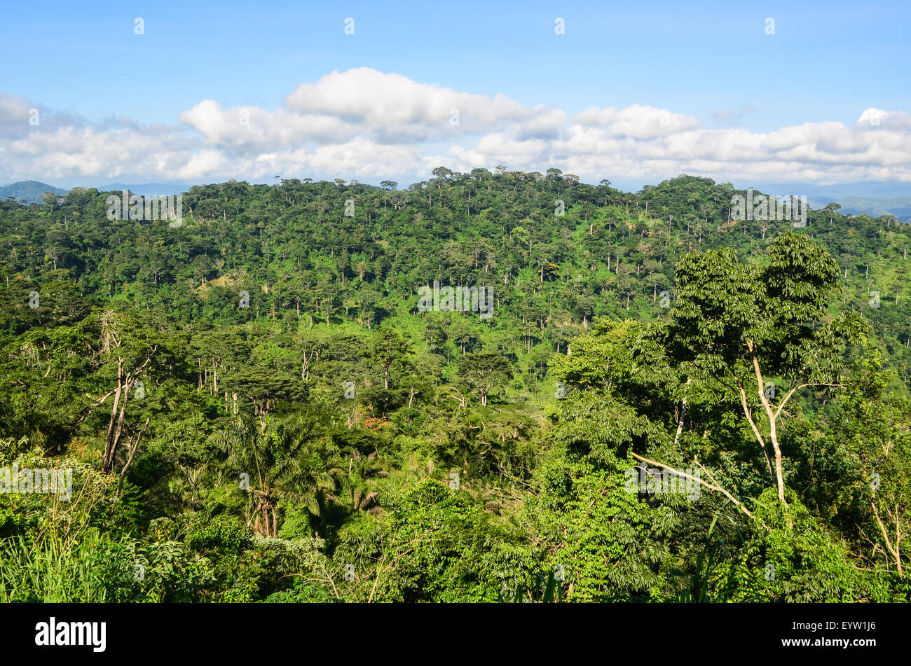 Angola forest hi-res stock photography and images - Alamy