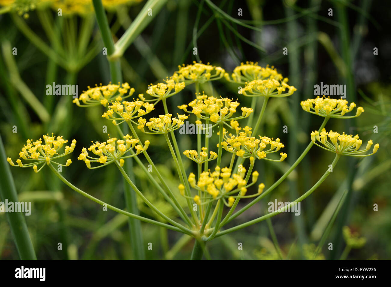 Close up of flowering Fennel (Foeniculum vulgare). Highly aromatic and ...