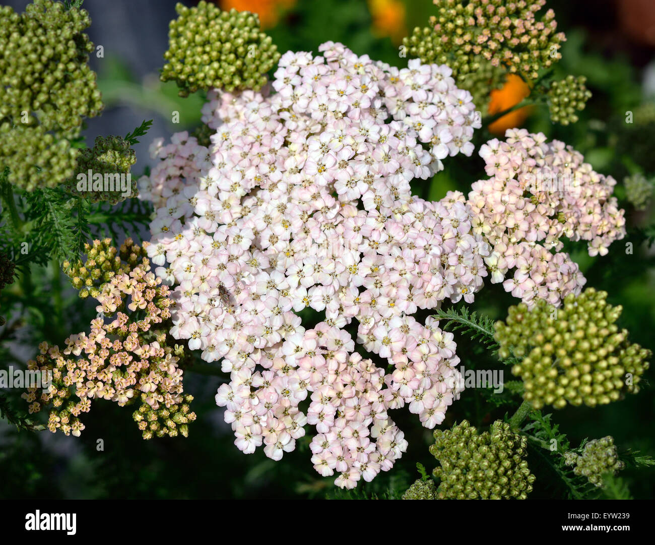 Achillea flower garden plant hi-res stock photography and images - Alamy