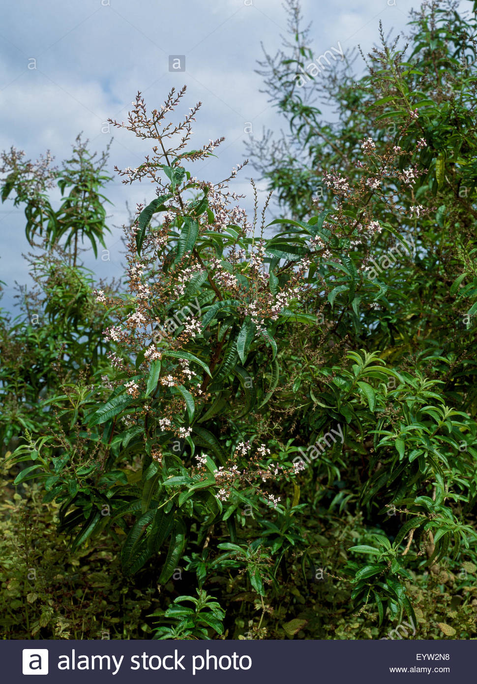 Aloysia Triphylla High Resolution Stock Photography and Images - Alamy