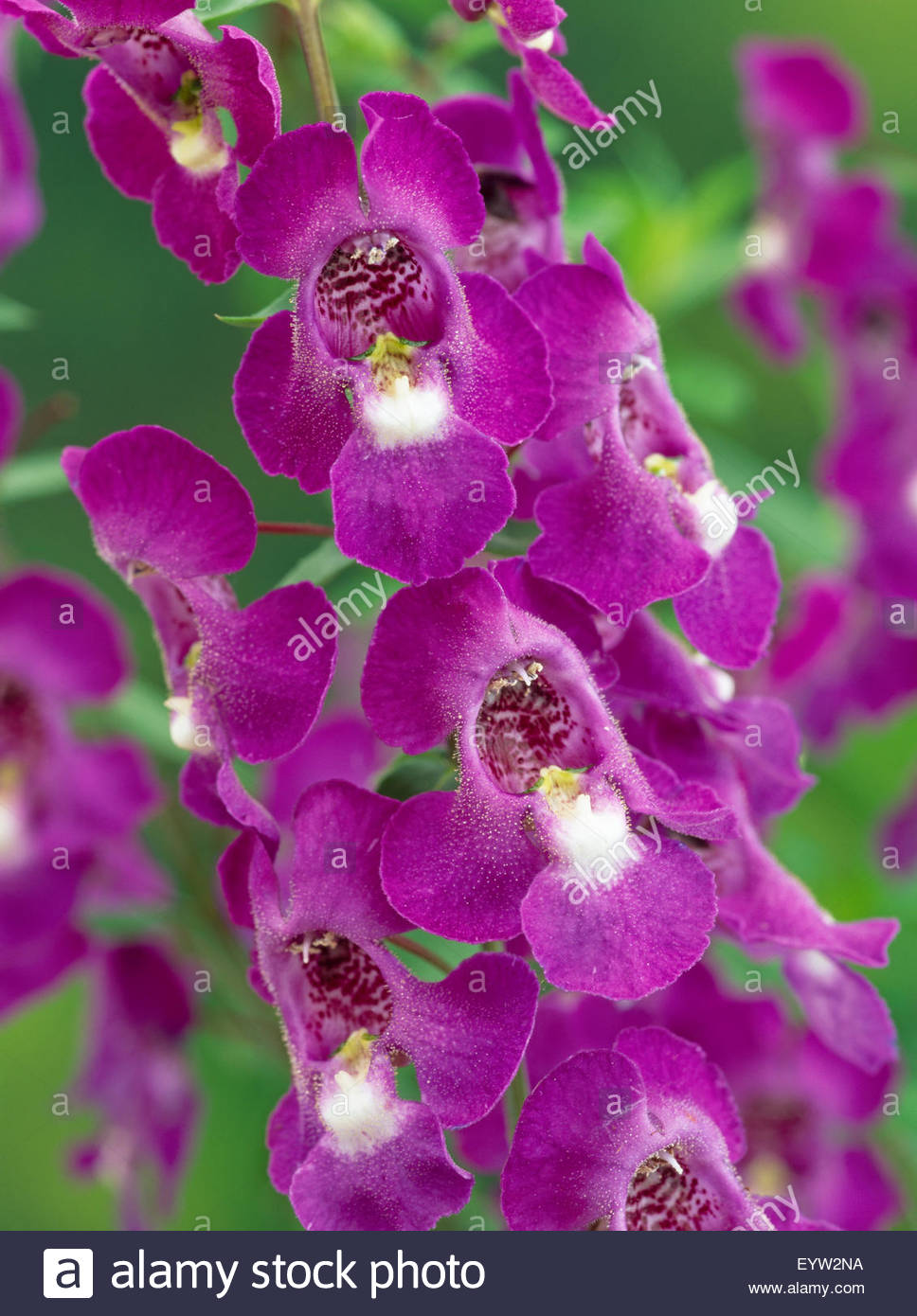 Angelonia Angustifolia High Resolution Stock Photography and Images - Alamy