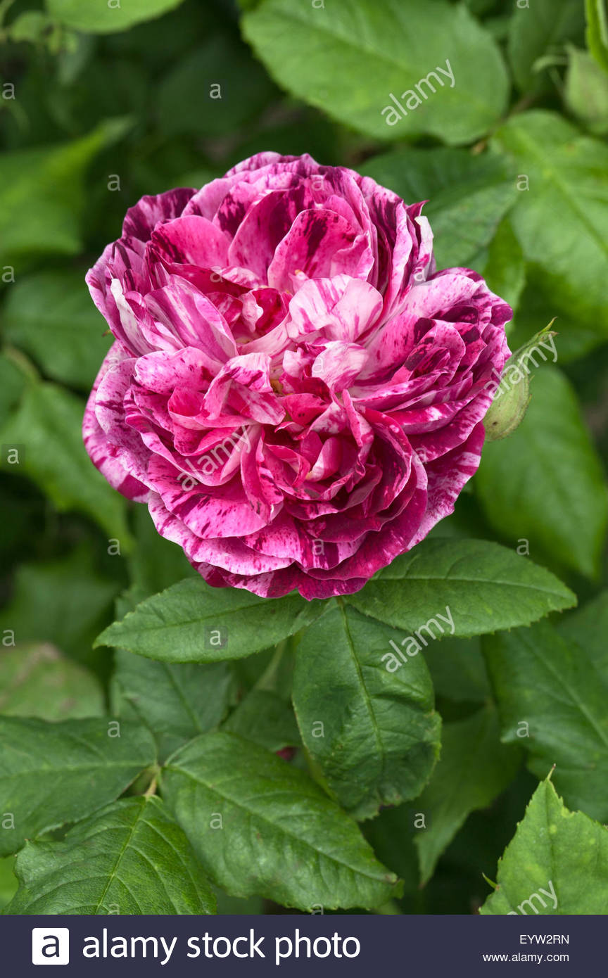 Rose Ferdinand Pichard High Resolution Stock Photography and Images - Alamy