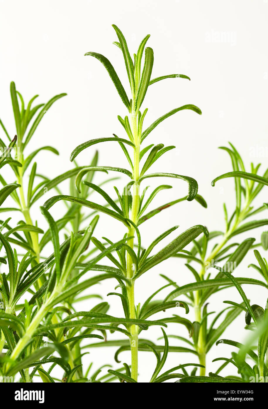 Sprigs rosemary hi-res stock photography and images - Alamy